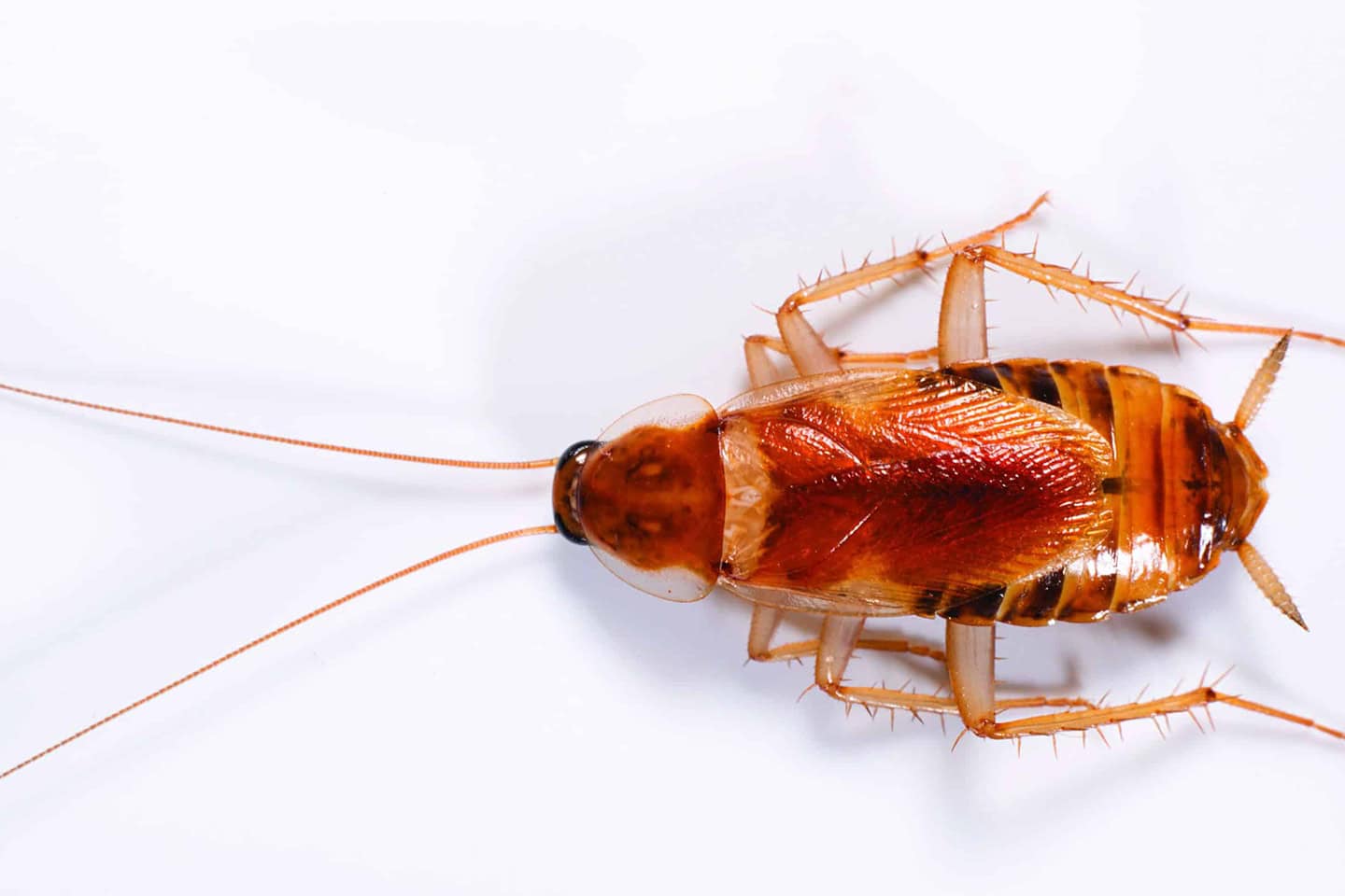 Pest Control Services | Jackson Termite Control & Exterminator